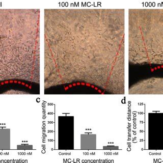 Mc Lr Inhibition Of Angiogenesis A Ec Tube Formation Assay B The Download Scientific Diagram