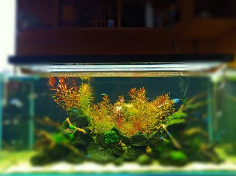 1米2草缸一年费用 玩草缸一年得多少用 60缸属于大缸还是小缸 第2页 大山谷图库