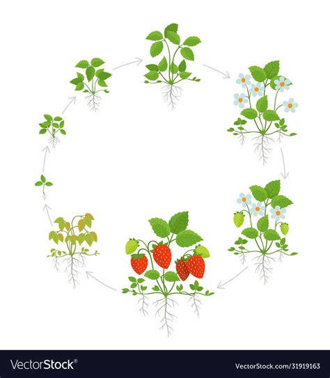 Strawberry Plant Growth Stages Round Life Cycle Vector Image