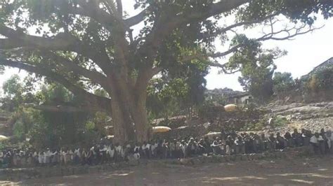 Democracy In Eritrea Sbs Tigrinya