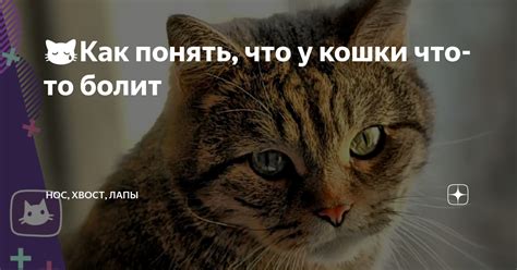😿Как понять что у кошки что то болит Нос хвост лапы Дзен