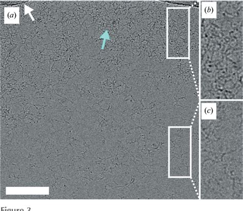 Figure 3 From Polyelectrolyte Coating Of Cryo Em Grids Improves Lateral Distribution And
