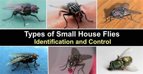 Types Of Small House Flies Identification And Control