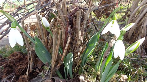 Кокичета Страница 61 Форум