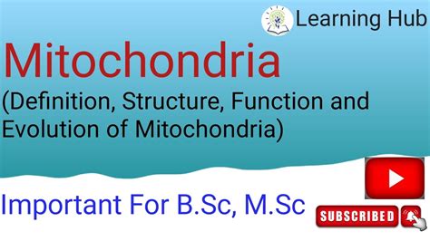 Mitochondria Definition Structure Function And Evolution Of