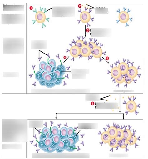 Clonal Selection Diagram Diagram Quizlet