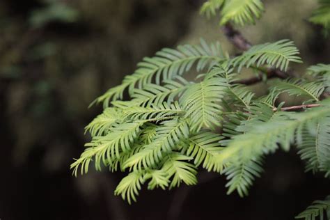 Sequoia Tree Branch With Leaves Stock Image Image Of Branch Growth