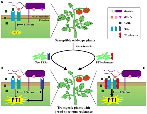 Plant Innate Immune System Plant Immune System Roadmap Rlpye