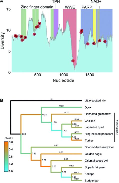 Diversity And Positive Selection Analysis Of Avian Zap A Using An Download Scientific
