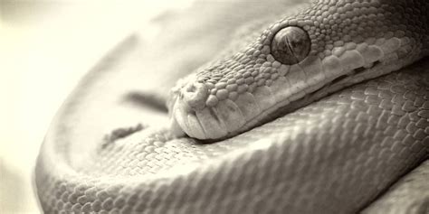 9 Rarest Ball Python Morphs