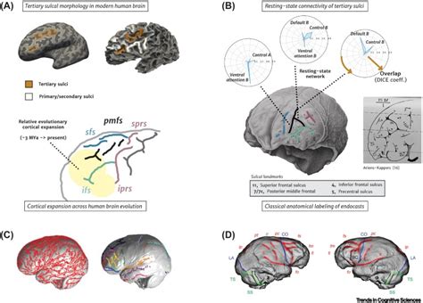 Unfolding The Evolution Of Human Cognition Trends In Cognitive Sciences