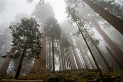 Sequoia Trees Are A Monstrous Sight To Behold