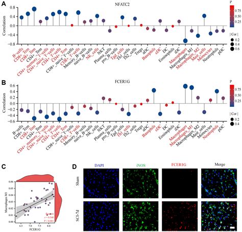 Comprehensive Landscape Of Immune Based Classifier Related To Early