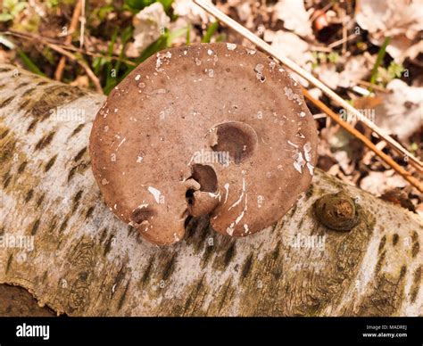 Large Brown Tree Fungus Old Growing Bracket Autumn Essex England Uk