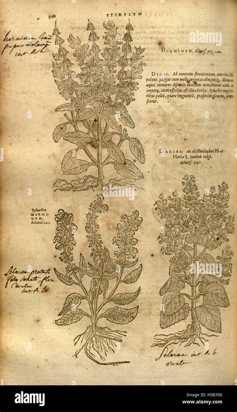 This Botanical Work Discusses The History And Classification Of Plants