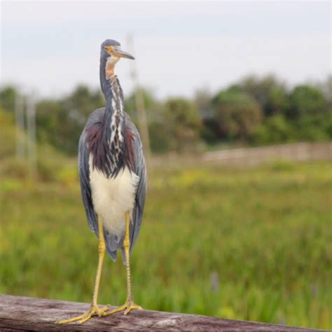 Tricolored Heron Project Noah