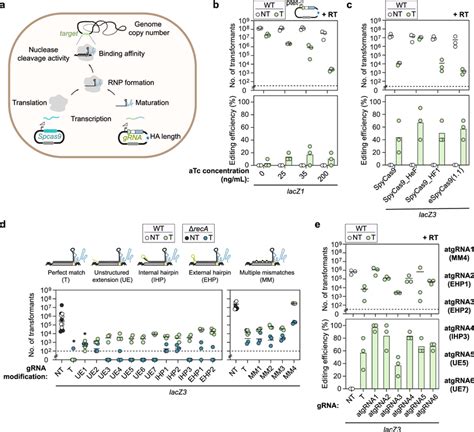 Modulating Dna Targeting Activity Including Through Attenuated Grnas Download Scientific