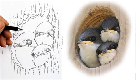 Beginner S Guide To Drawing Birds Using Different Ways The Devon Artist