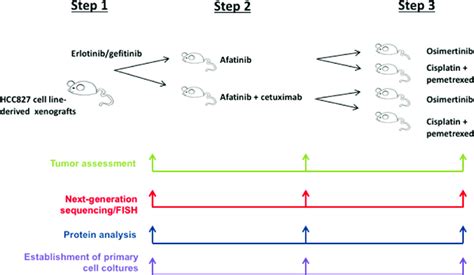 Schematic Representation Of The Whole Experiments Download Scientific