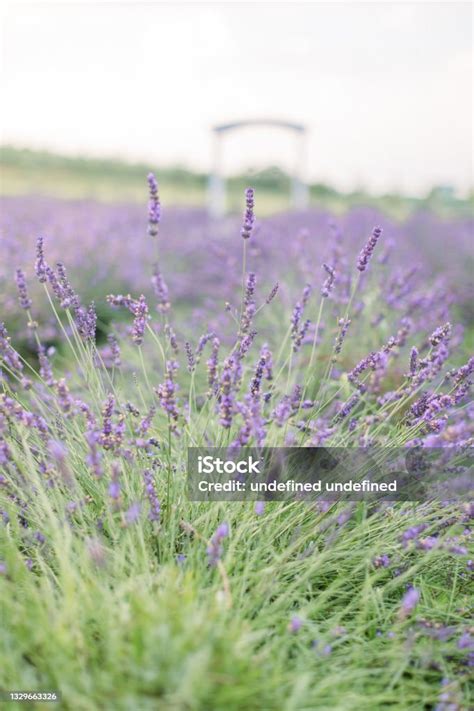 꽃이 피는 라벤더 꽃이 있는 여름 들판 배경에 있는 아치의 흐림 보기 0명에 대한 스톡 사진 및 기타 이미지 0명 경관 꽃 식물 Istock