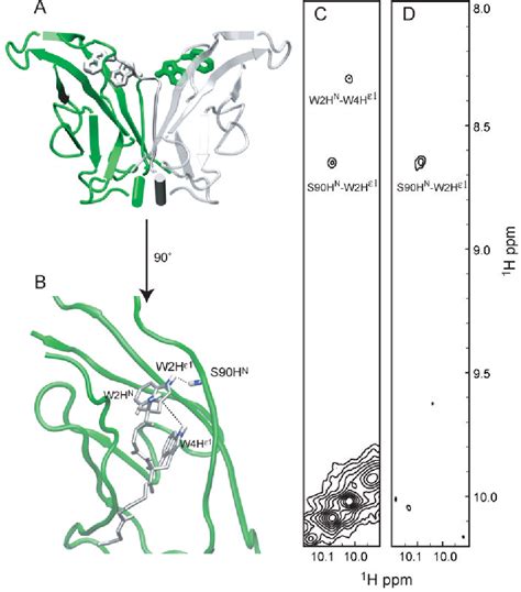 Figure 3 From Dynamic Properties Of A Type Ii Cadherin Adhesive Domain