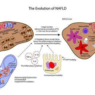 Liver Damage In NAFLD Download Scientific Diagram