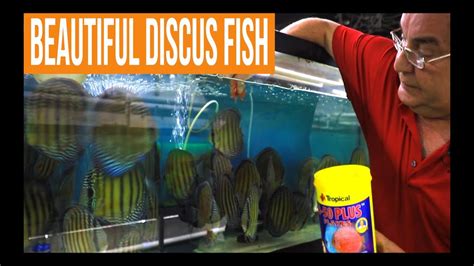 How To Keep Wild Discus Fish