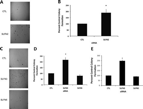 Effects Of Knockdown Of Different Slfn Genes On Anchorage Independent
