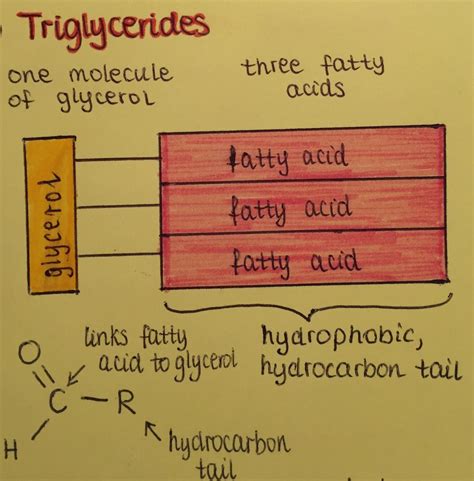 Triglyceride Structure Diagram Labeled 1 A Schematic Struc
