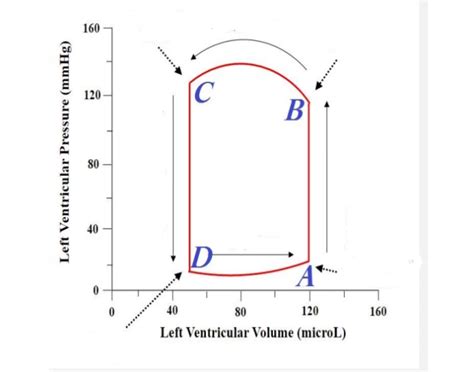 Phases Of The Pv Loop Quiz