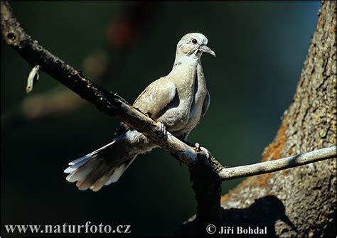 Streptopelia Decaocto Pictures Collared Dove Images Nature Wildlife Photos Naturephoto