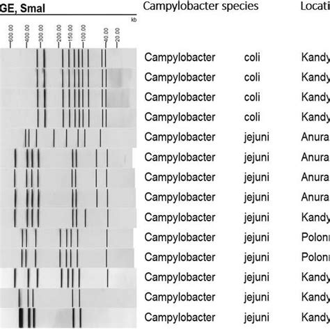Dendrogram Of Campylobacter Spp Isolates Originating From Fecal Pat
