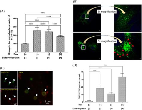 Doxorubicin Dox Activated Autophagic Flux And Inhibited The Later
