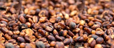 What Is Washed Coffee Processing Method The Wet Process Explained