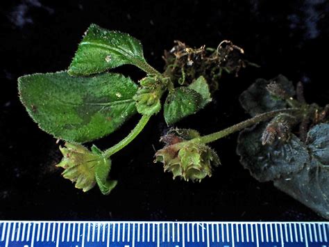 Epithema Gesneriaceae