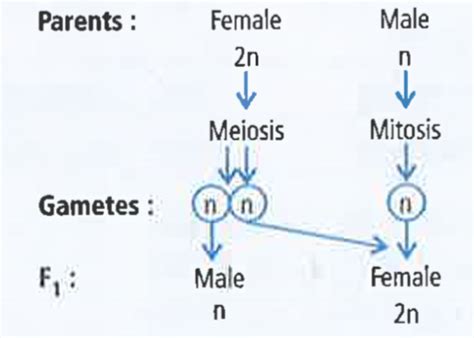 refer to the given figure this type of sex determination is foun
