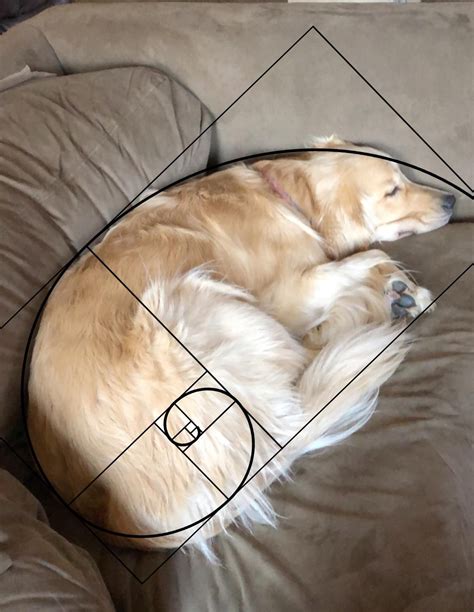 The Fibonacci Sequence And Golden Ratio In Nature Artofit