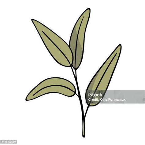 올리브 가지 손으로 그린 낙서 스케치 나뭇잎 윤곽선이있는 나뭇 가지 심플한 미니멀한 디자인 음식 메뉴 또는 화장품 개념 장식