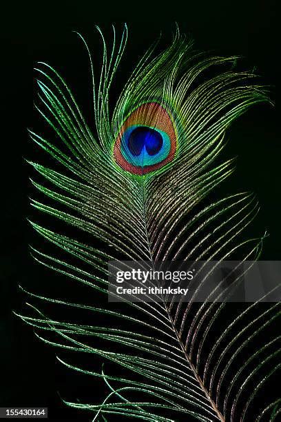 Real Peacock Feathers