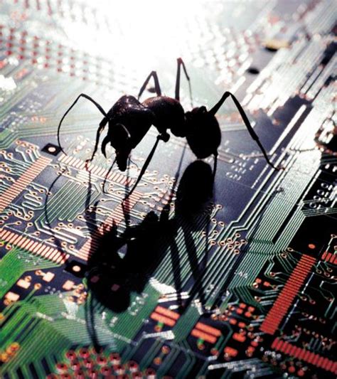 Attack Of The Hairy Crazy Ants The Two Millimeter Pests Crawling Through America Daily Mail