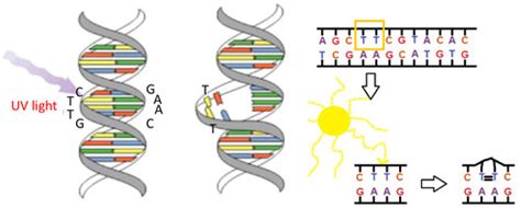 Week 4 Mutations And Repairs Karteikarten Quizlet
