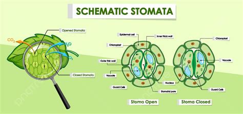 Diagram Showing Details Of Plant Cell Chart Clip Art Botany Vector