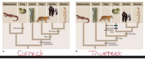Bio Ch 22 Flashcards Quizlet