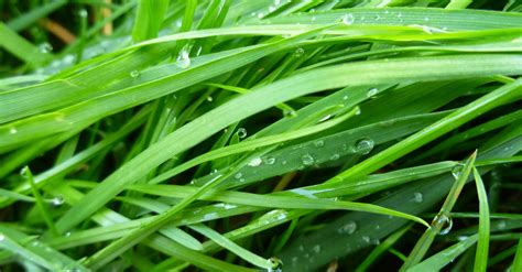 How To Prevent And Control Quackgrass Trim That Weed How To Prevent And Control Quackgrass Trim That Weed