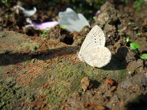 Close Up Shot Of A Tiny Grass Blue Stock Image Image Of Outdoor