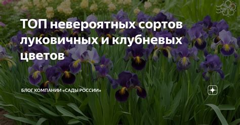 ТОП невероятных сортов луковичных и клубневых цветов НПО «Сады России — когда сад в