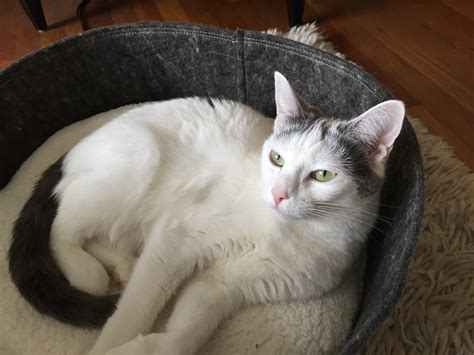 Add Pets Page Issue Ritterim Rimdev Blog Github