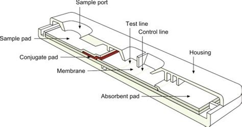 Introduction To Colloidal Gold Detection Methods