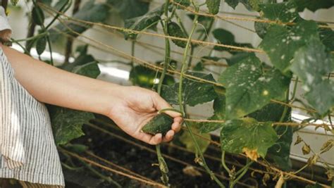 11 Creative DIY Cucumber Trellis Ideas To Elevate Your Garden The Peasant S Babe