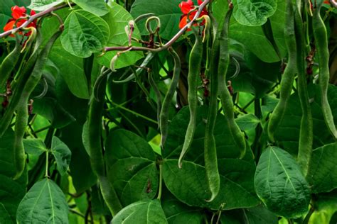Runner Beans Flowers No Best Flower Site